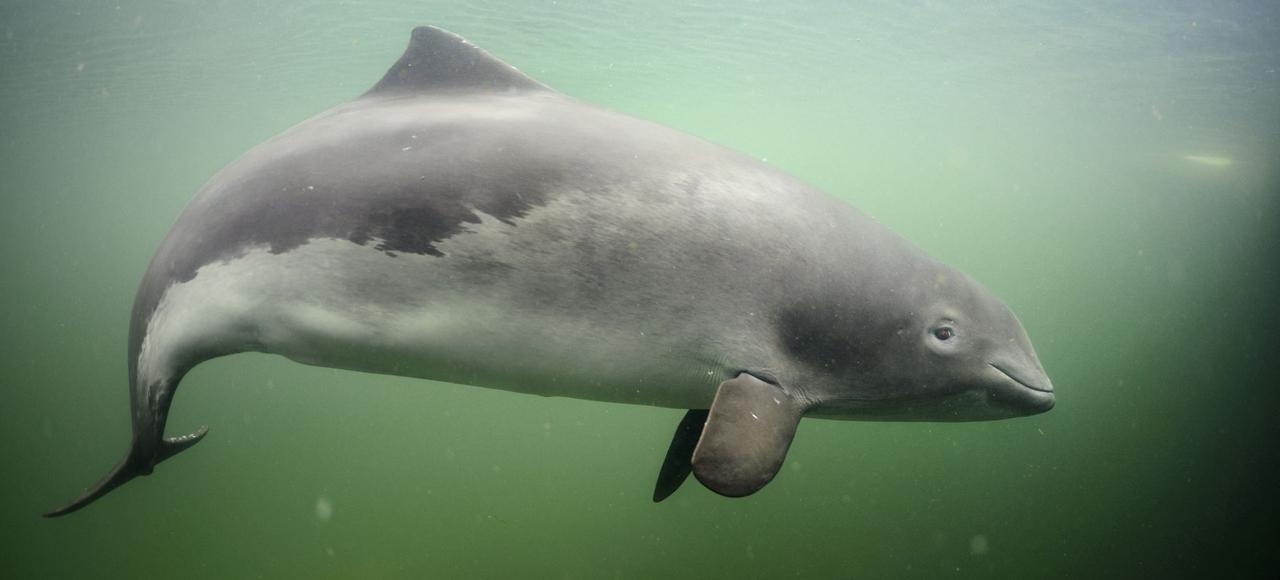Les marsouins, champions du contrôle cardiaque