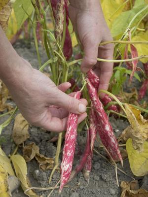 Haricots, une très large gamme de variétés