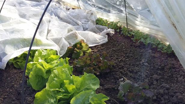 Des solutions pour empêcher vos plantes de grelotter