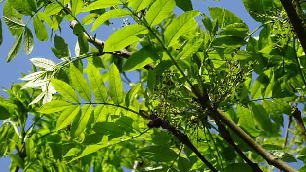 Frêne, arbre de grands espaces