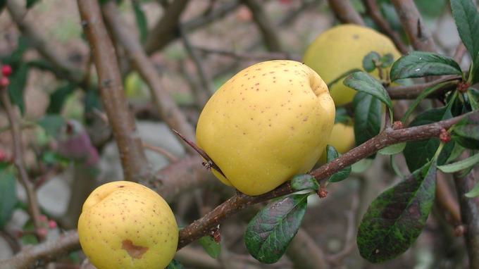 Les fruits du cognassier du Japon sont-ils comestibles