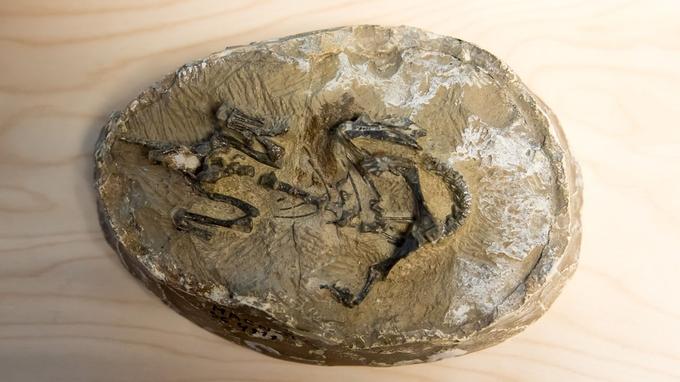 Des Oeufs De Dinosaures Scannés Aux Rayons X Pour Percer Leurs Secrets