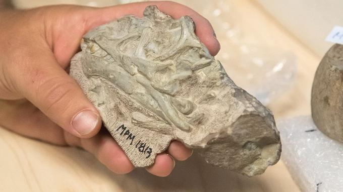 Des Oeufs De Dinosaures Scannés Aux Rayons X Pour Percer Leurs Secrets