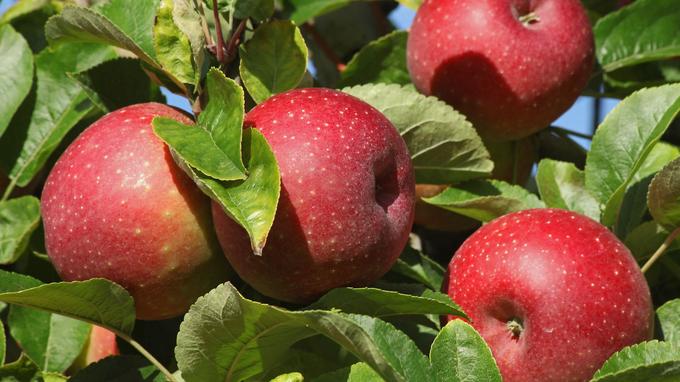 Jardin: c'est le moment de croquer la pomme