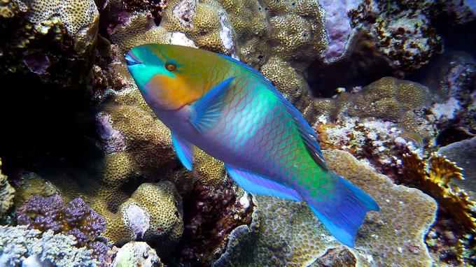 Le poisson-perroquet a la dent aussi dure que celle du requin