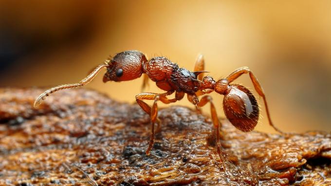 Les fléaux biologiques : la fourmi électrique, une minuscule guerrière