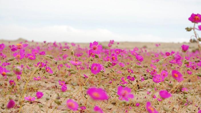 Au Chili, le désert le plus aride au monde transformé en champ de fleurs