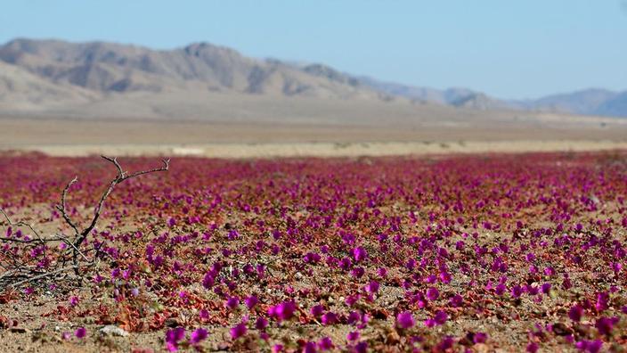 Au Chili, le désert le plus aride au monde transformé en champ de fleurs