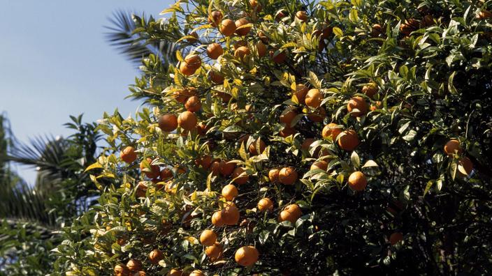 À Vallauris, les fleurs magiques du bigaradier
