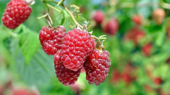 Framboisier, la ronce du mont Ida