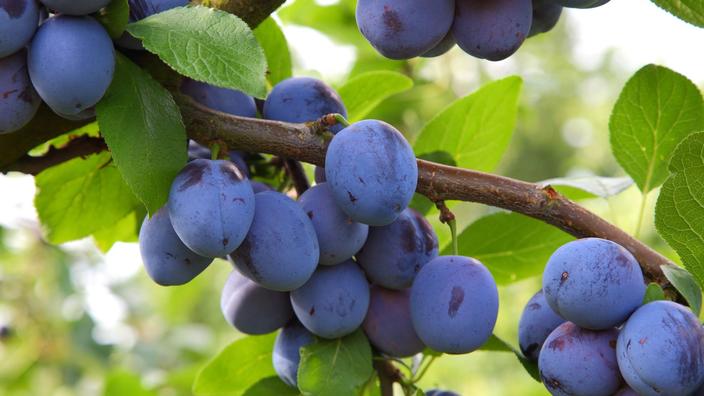 Comment tailler et entretenir mes pruniers