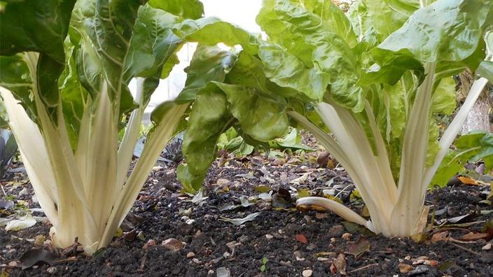 Blette ou bette à cardes, un légume généreux