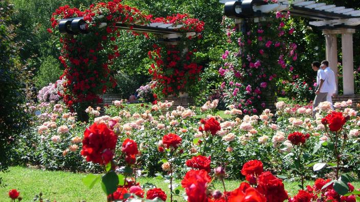 À la découverte des plus belles roseraies d'Europe