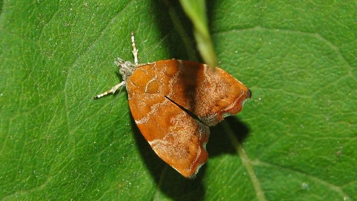 Comment traiter la teigne du figuier