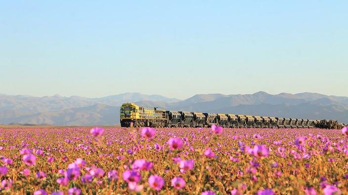Au Chili, le désert le plus aride au monde transformé en champ de fleurs