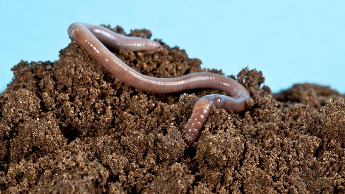 Sol: peut-on réintroduire des lombrics