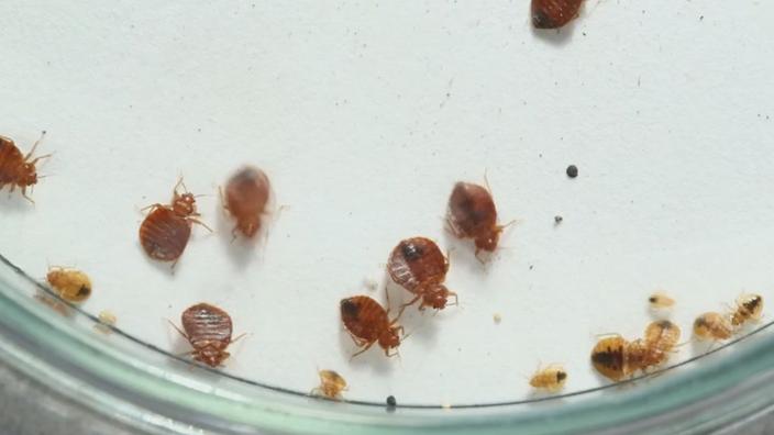 Dans l'enfer des punaises de lit