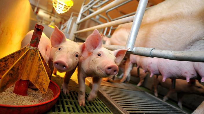 La filière porcine relève la tête grâce à la Chine