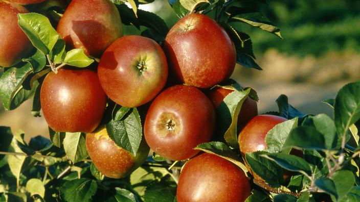 Quinze ans pour créer une nouvelle pomme