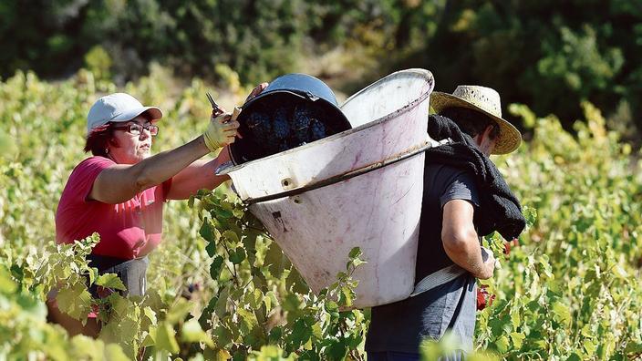 La récolte mondiale de vin au plus bas depuis 1961