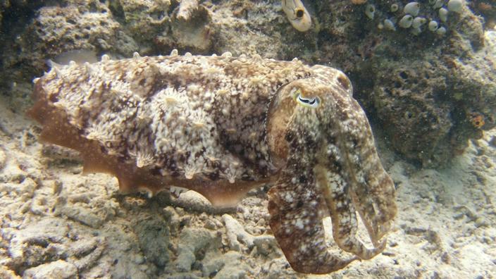 Les secrets de la cape d'invisibilité de la seiche