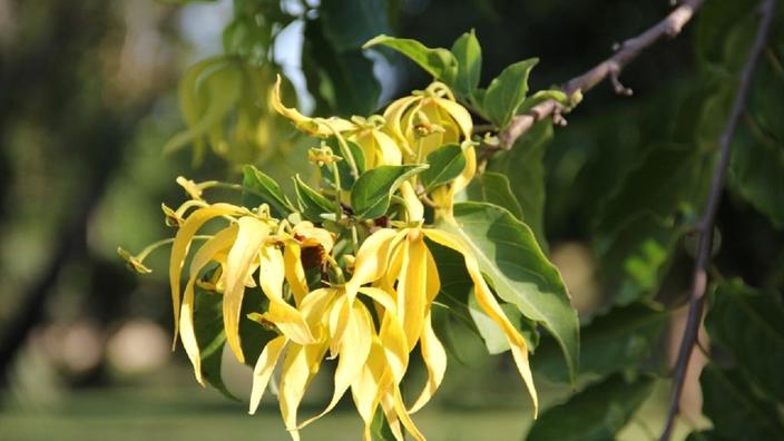 Technico Flor s'offre une première usine modèle