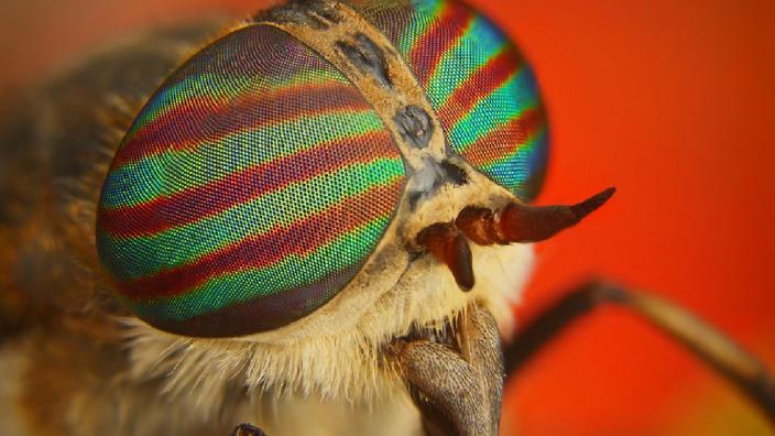 Les zèbres le savaient déjà : les rayures font fuir les taons