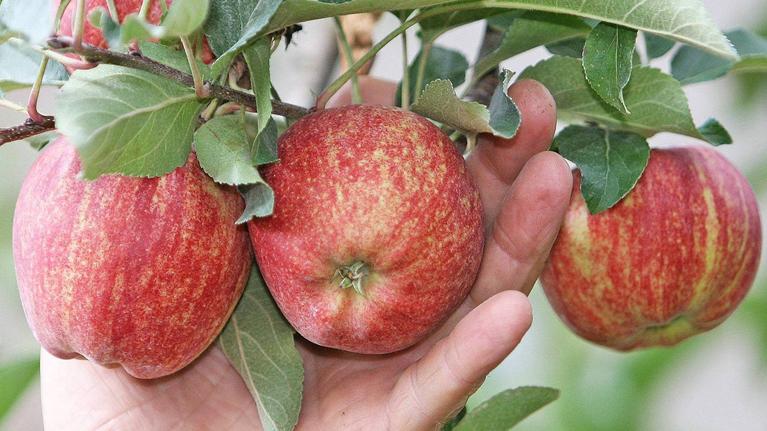 Les producteurs de pommes ont le sourire