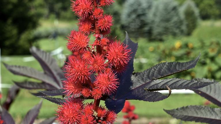 Ricin commun, le géant des massifs