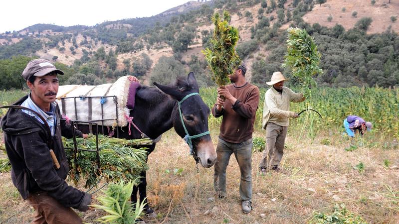 Maroc: Ketama, ville hors-la-loi du Rif et grenier à haschich de l'Europe