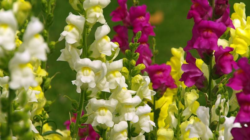 Muflier ou gueule-de-loup