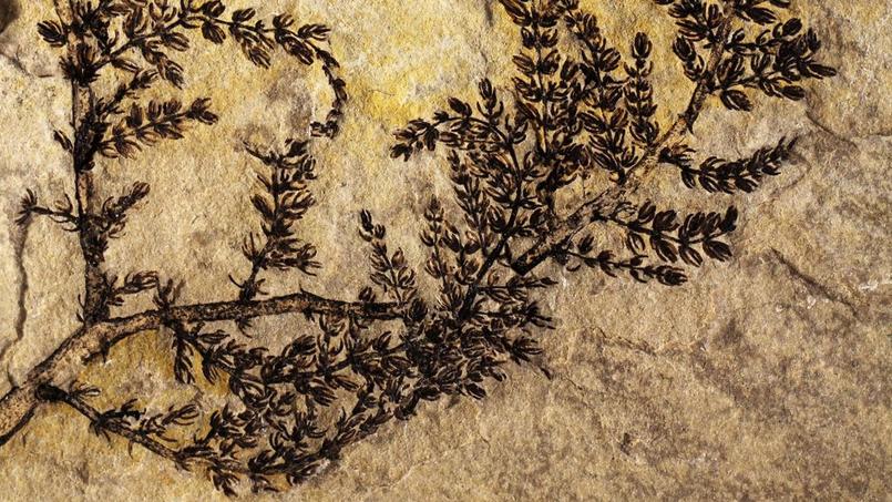 La première plante à fleur poussait au temps des Brachiosaures