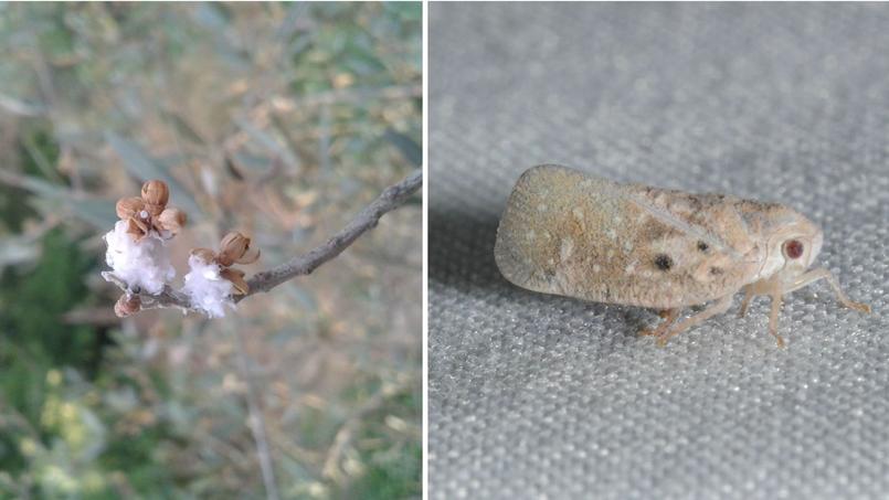 Olivier: comment reconnaître les attaques de cicadelle