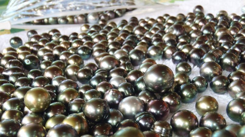 Le précieux manège de l'huître perlière