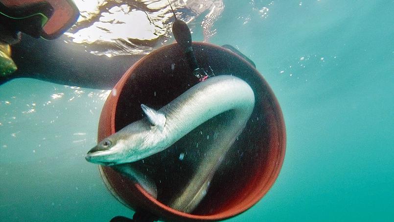 Les anguilles argentées suivies à la trace