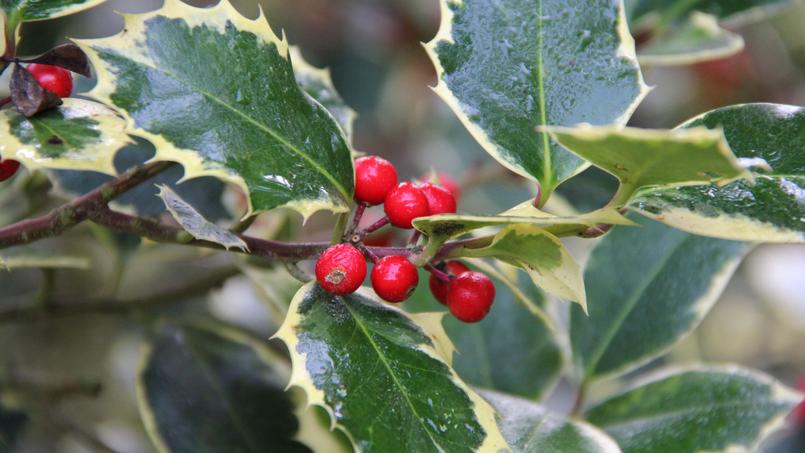 Le houx nous en fait voir de toutes les couleurs