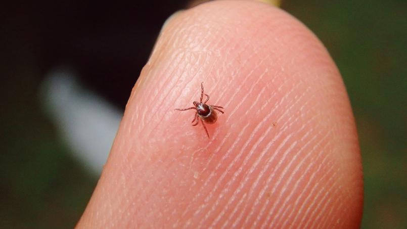 Pourquoi cet engouement soudain pour la maladie de Lyme