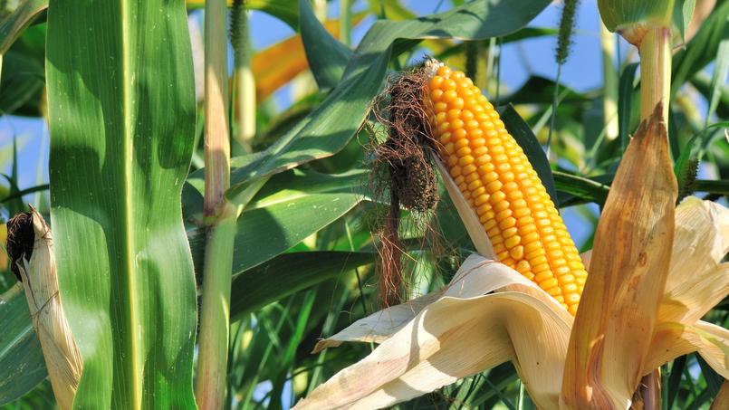 Toute modification génétique crée un OGM