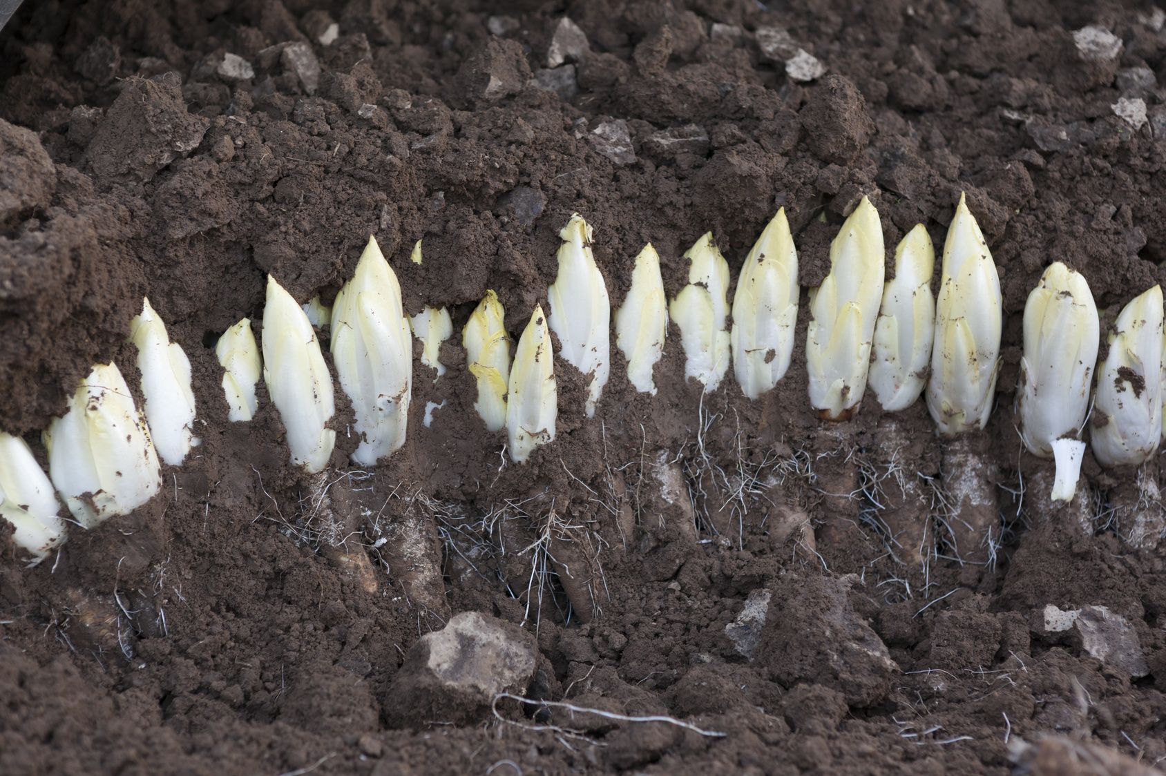 Endive, une culture en deux temps