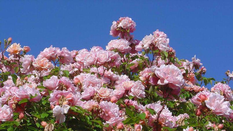 En piste pour le tour de France des roseraies