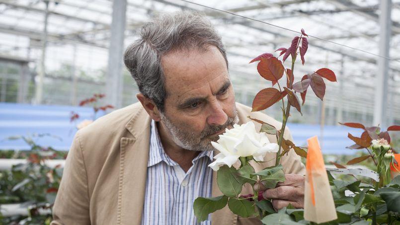 Création de nouvelles roses : Delbard livre ses secrets