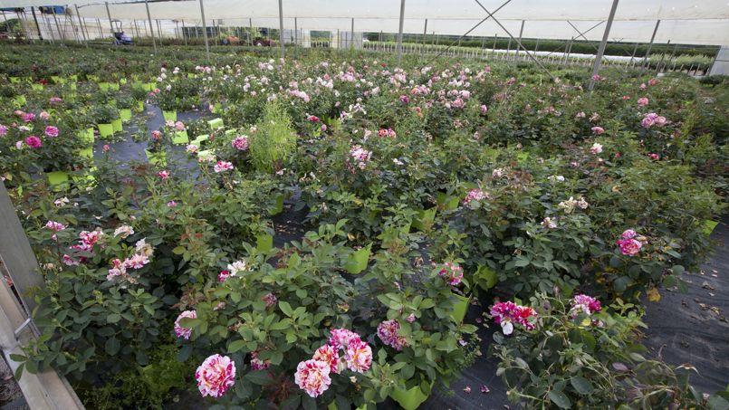 Création de nouvelles roses : Delbard livre ses secrets