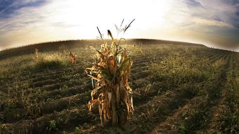 Les OGM contre le sensde l'histoire