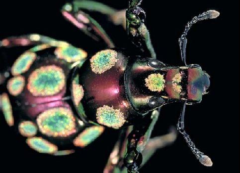 Drôles d'insectes : photographies insolites de Philippe Blanchot