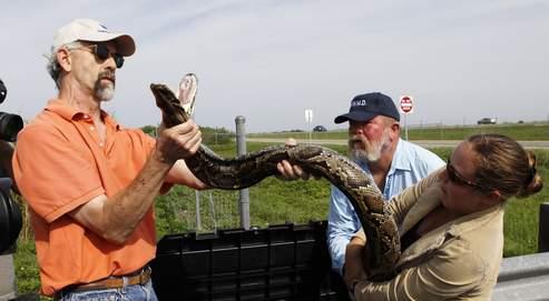 La Floride déclare ouverte la chasse aux pythons