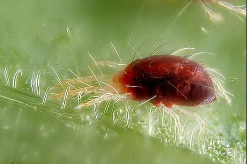 Ces acariens qui choisissent le sexe de leur descendance