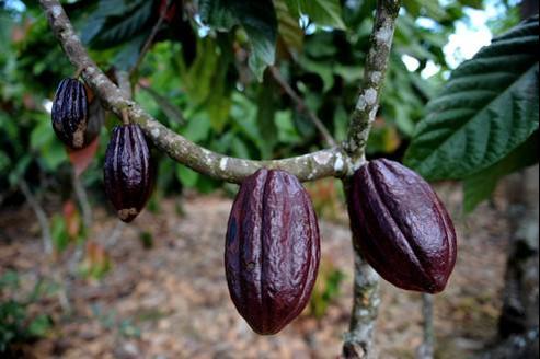 Les cours du cacao rebondissent