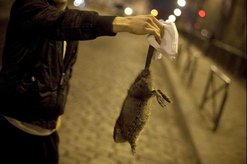 Au secours, les rats reviennent à Paris