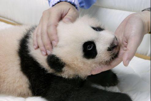 Télé Panda, la chaîne qui repose les Thaïlandais