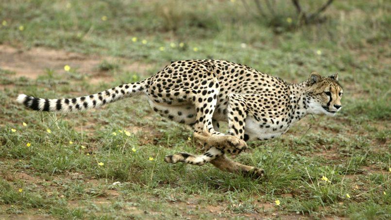 Dans la course du guépard, tout est dans l'accélération